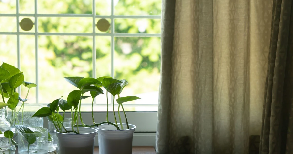 Best Windows For Plant Growth [Expert Recommendations]